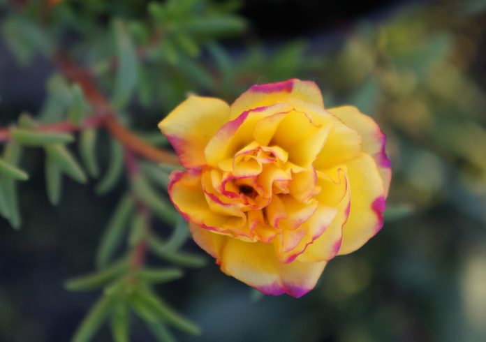 Портулак — особенности ухода и махровые сорта. Фото — Ботаничка