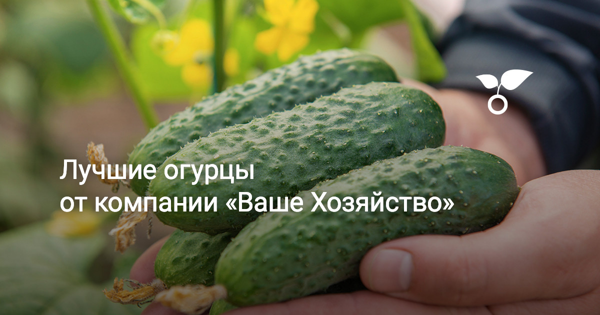 Лучшие огурцы от компании «Ваше Хозяйство» — Ботаничка