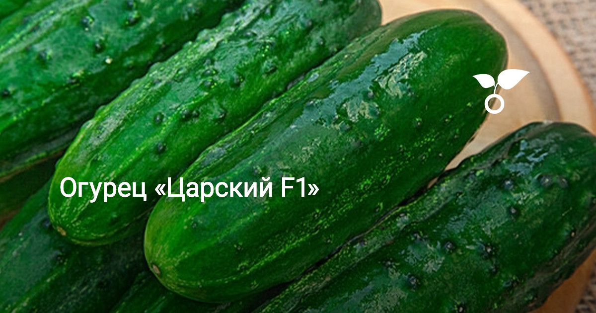 Огурец «Царский F1» — Ботаничка