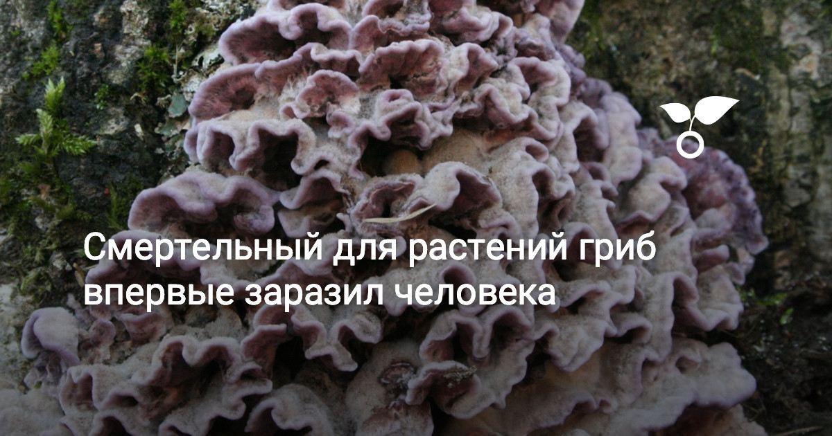 Смертельный для растений гриб впервые заразил человека — Ботаничка