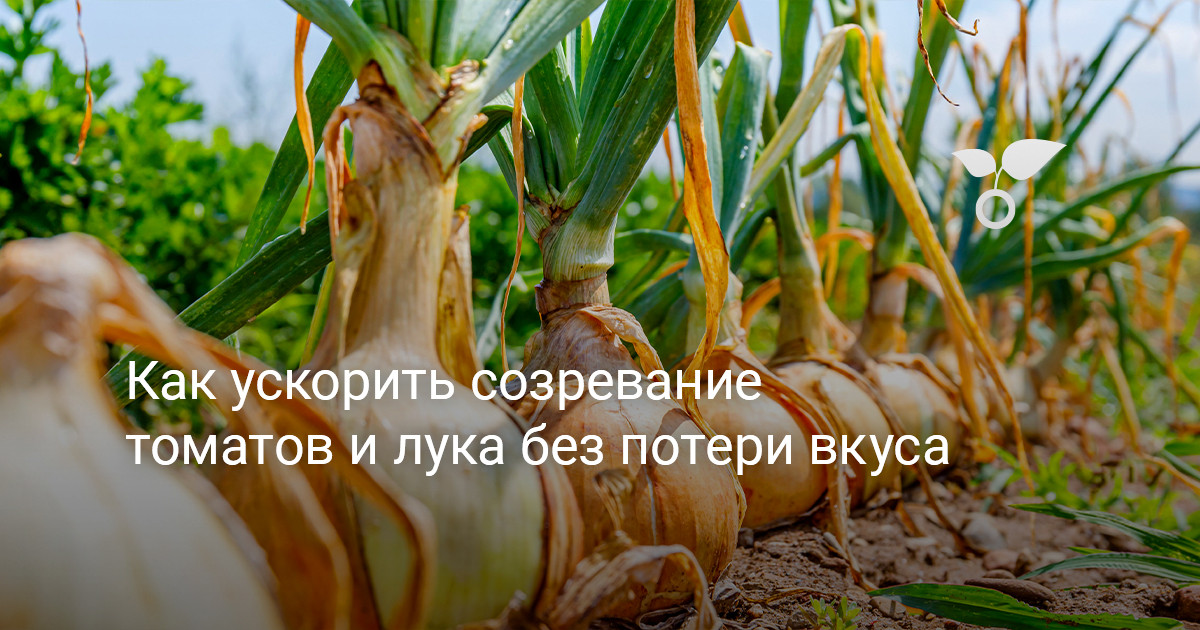 Как ускорить созревание томатов и лука без потери вкуса? Фото — Ботаничка