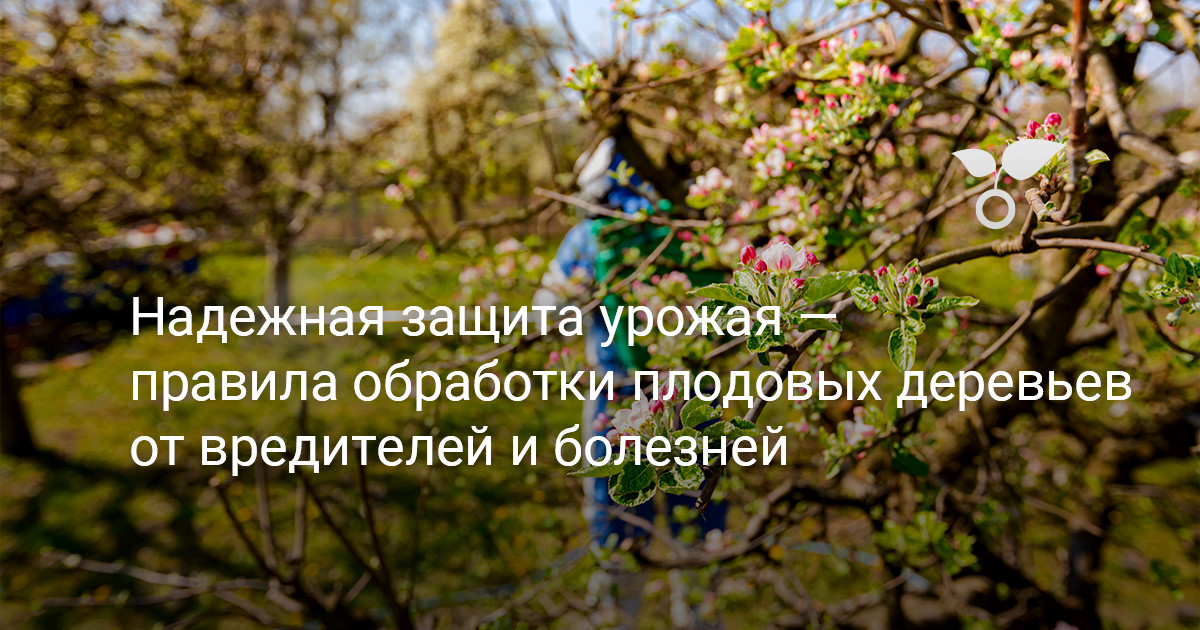 Надежная защита урожая — правила обработки плодовых деревьев от ...