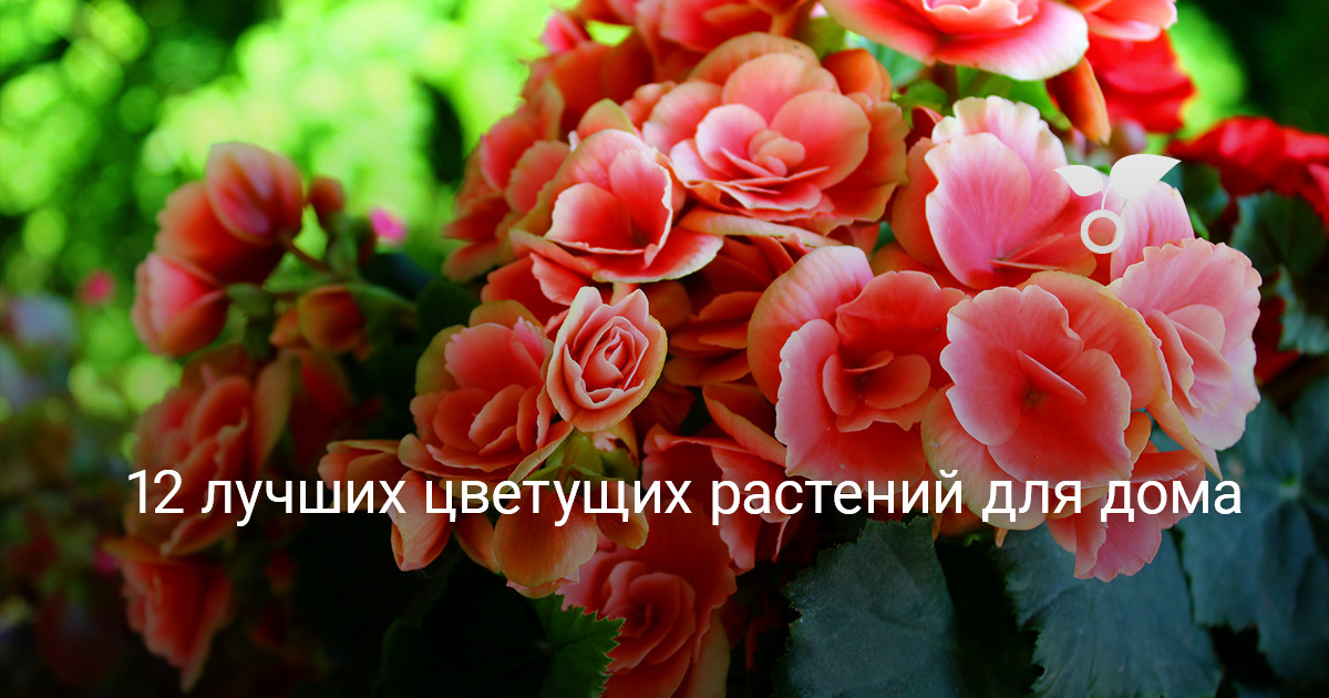 12 лучших цветущих растений для дома — Ботаничка